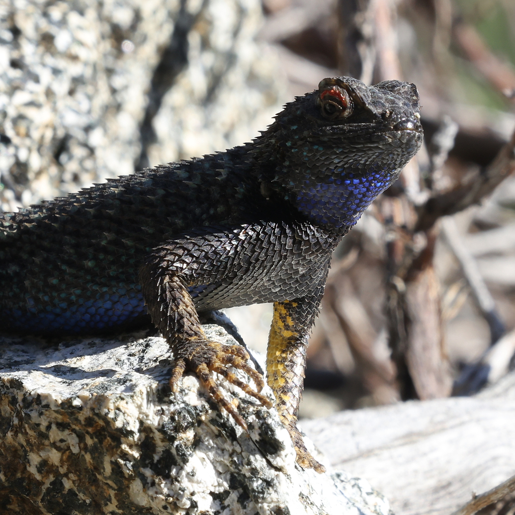 Western Fence Lizard from Los Angeles County, CA, USA on May 22, 2023 ...