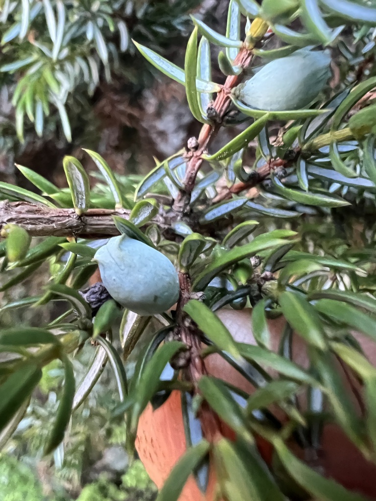 common juniper from Colville National Forest, Republic, WA, US on May ...