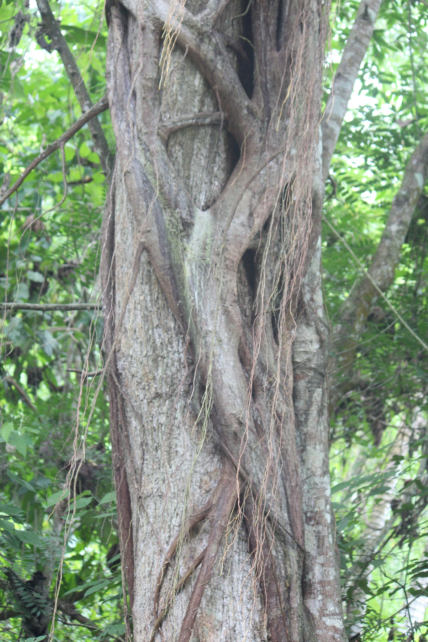 Ficus obtusifolia Kunth