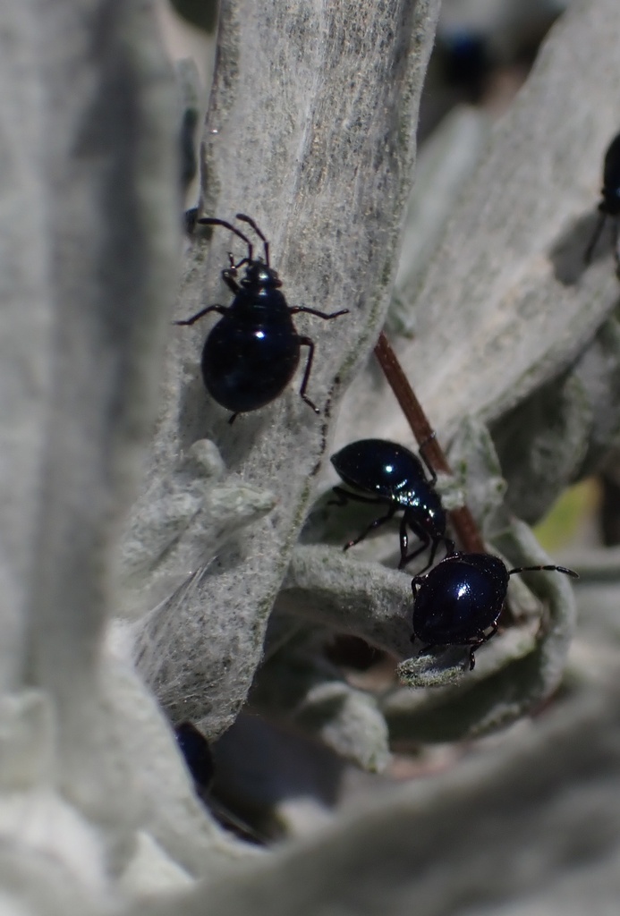 California Bordered Plant Bug from Channel Islands National Park, CA ...