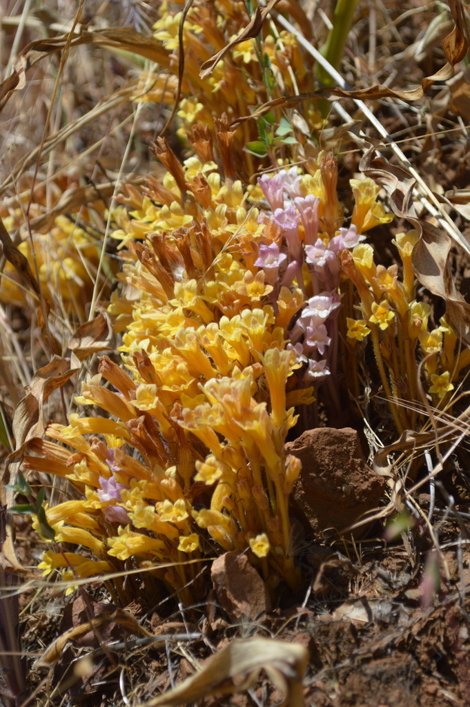 yellow clustered broomrape from Mount Diablo State Park, Clayton, CA ...