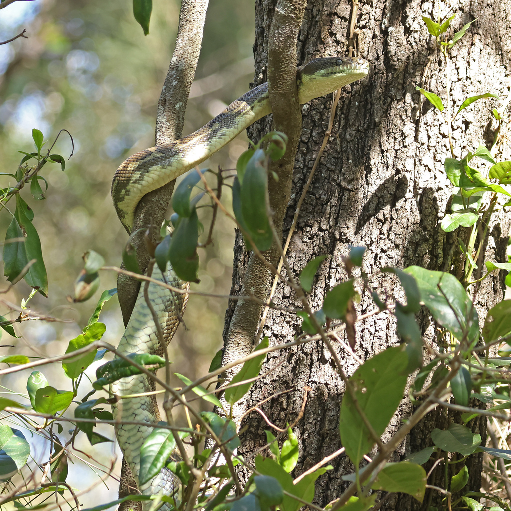 Coastal Carpet Python from Tinchi Tamba Wetlands, Brisbane QLD ...