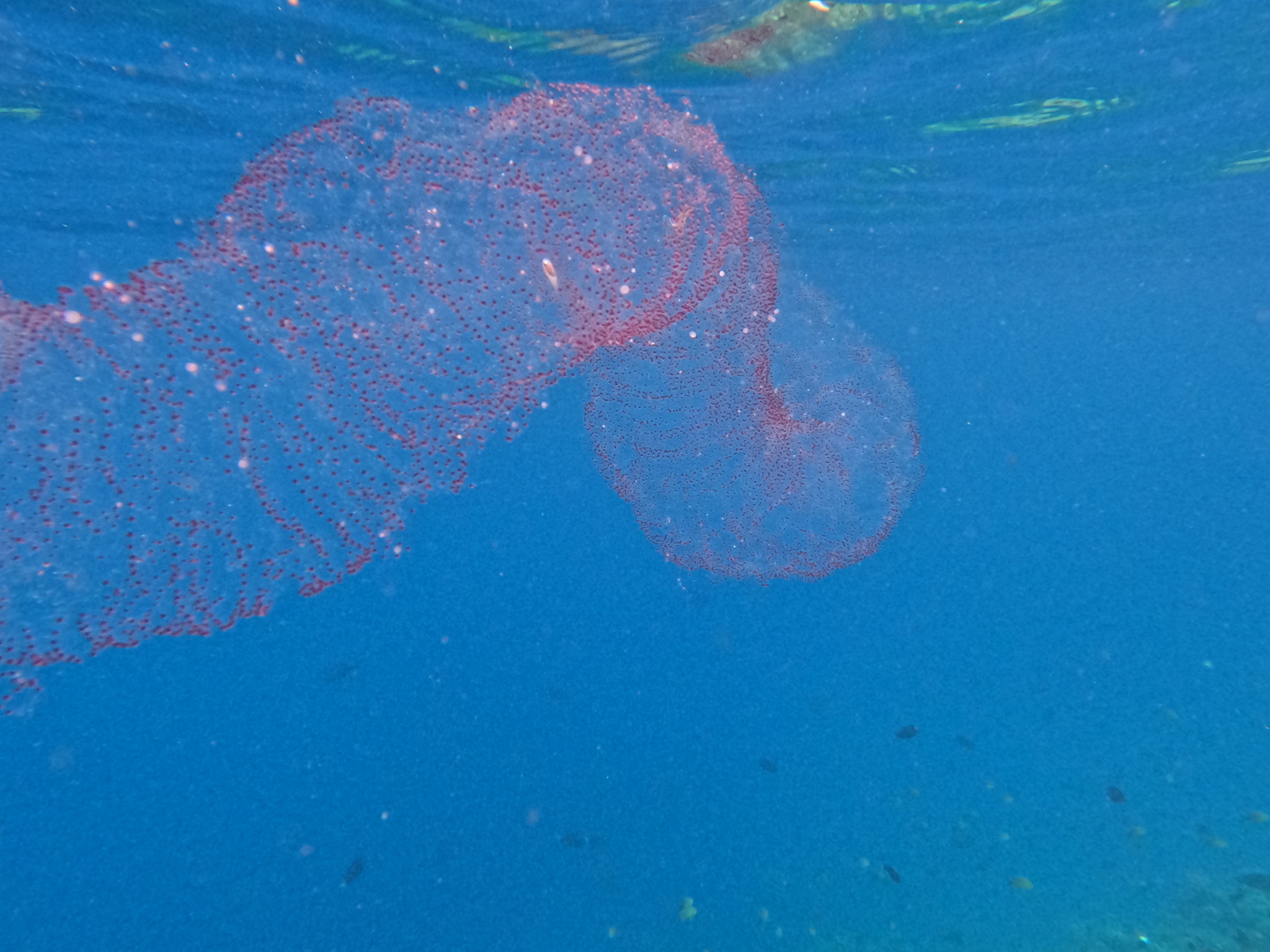 Thysanoteuthis Troschel, 1857