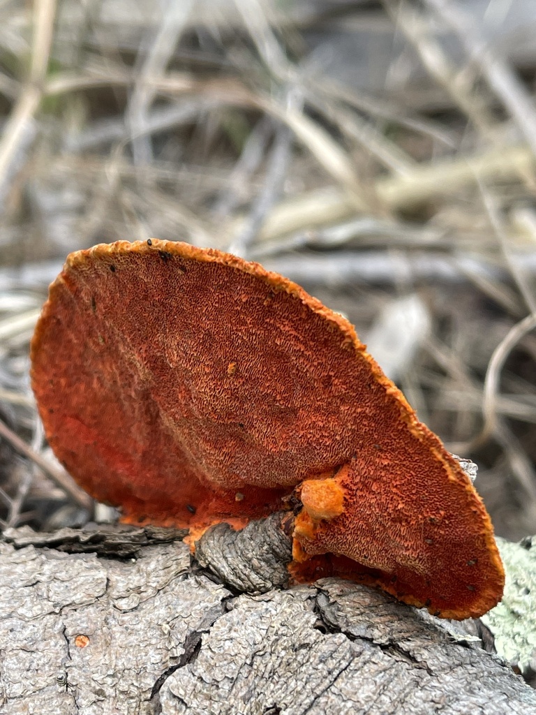 Southern Cinnabar Polypore from Hub Dr, Aberfoyle Park, SA, AU on ...