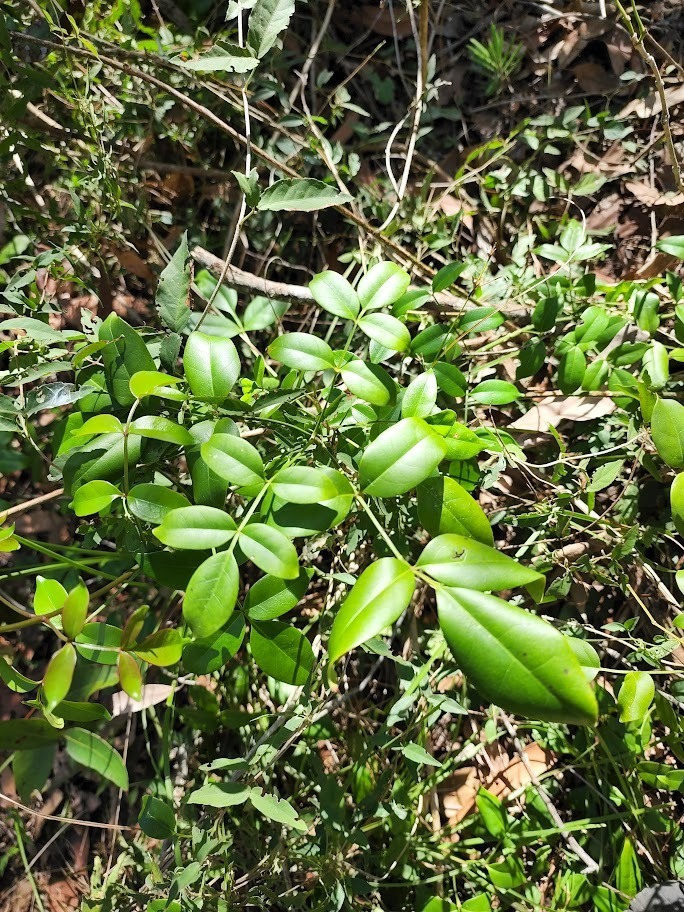 Bower Plant from Brisbane QLD, Australia on May 23, 2023 at 04:01 PM by ...