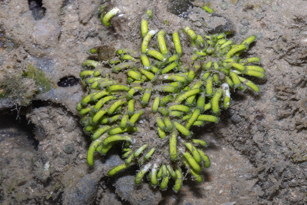 (Neomeris) - Botanical Realm