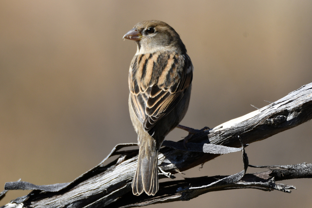 House Sparrow from Thargomindah QLD 4492, Australia on May 23, 2023 at ...