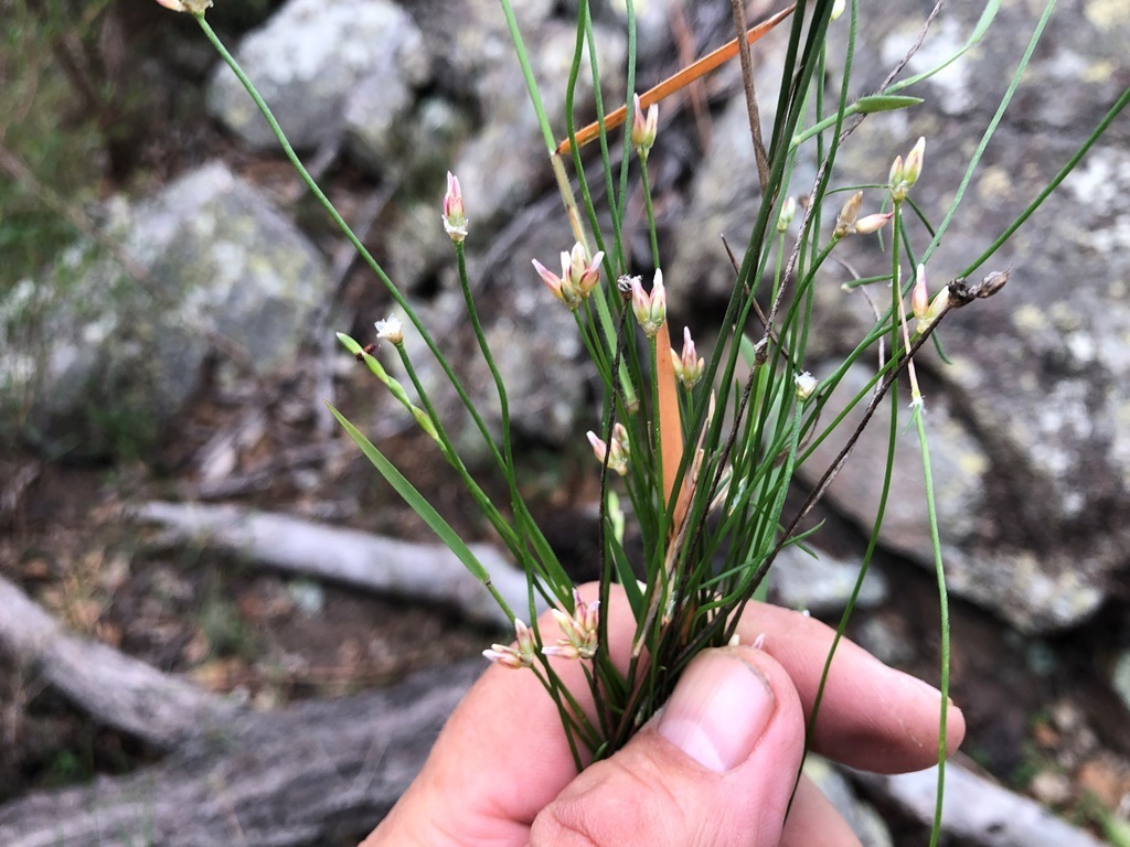 Slender Wire Lily from Crows Nest QLD 4355, Australia on May 14, 2023 ...