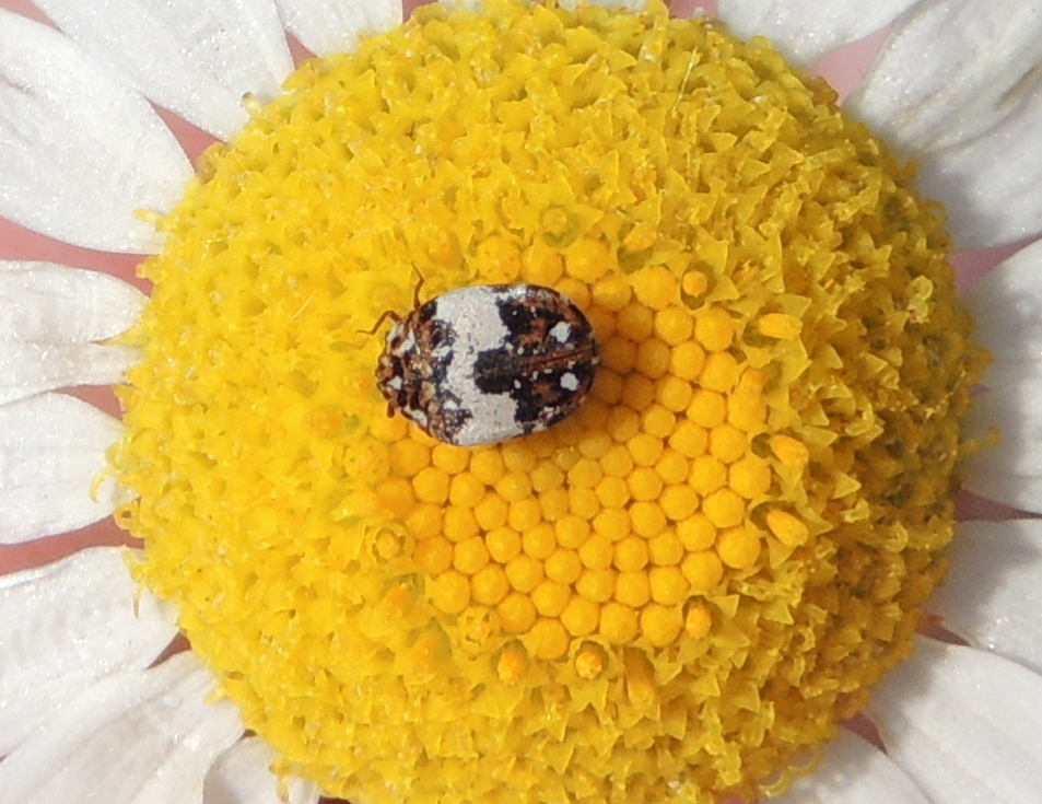 Anthrenus isabellinus from Блок 70, Београд, Сербия on May 21, 2023 at ...