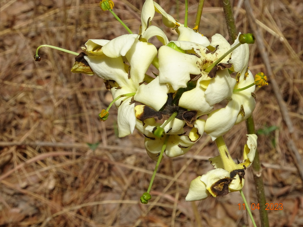 flowering plants from Natitingou, Bénin on April 11, 2023 at 10:30 AM ...