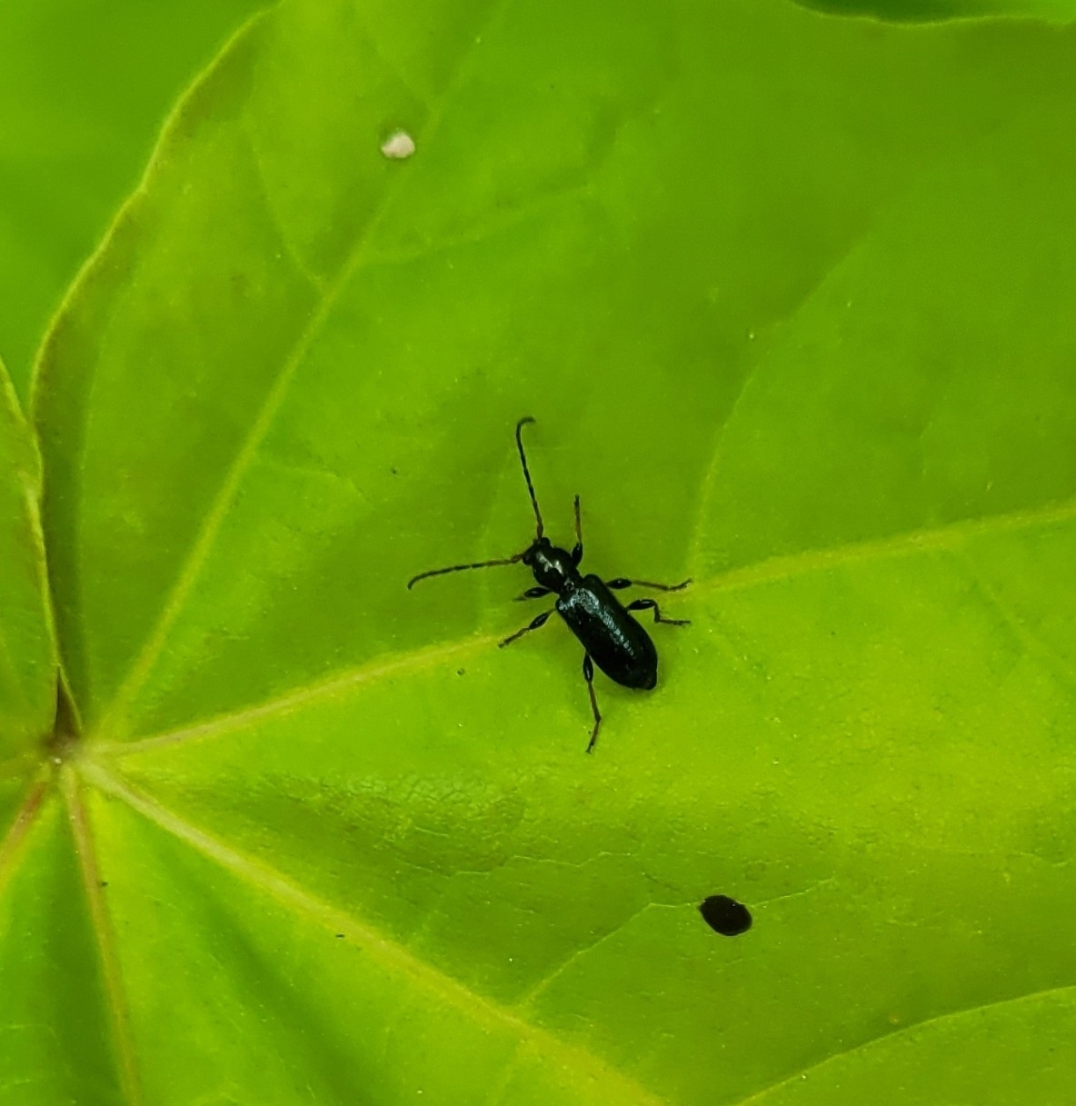 Phymatodes rufipes (Fabricius, 1776)