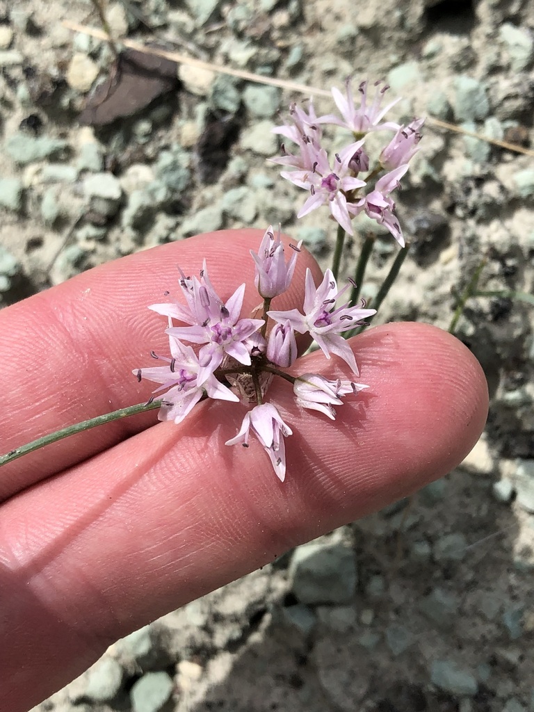 Allium macrum from Grant County, OR, USA on May 3, 2023 at 01:20 PM by ...