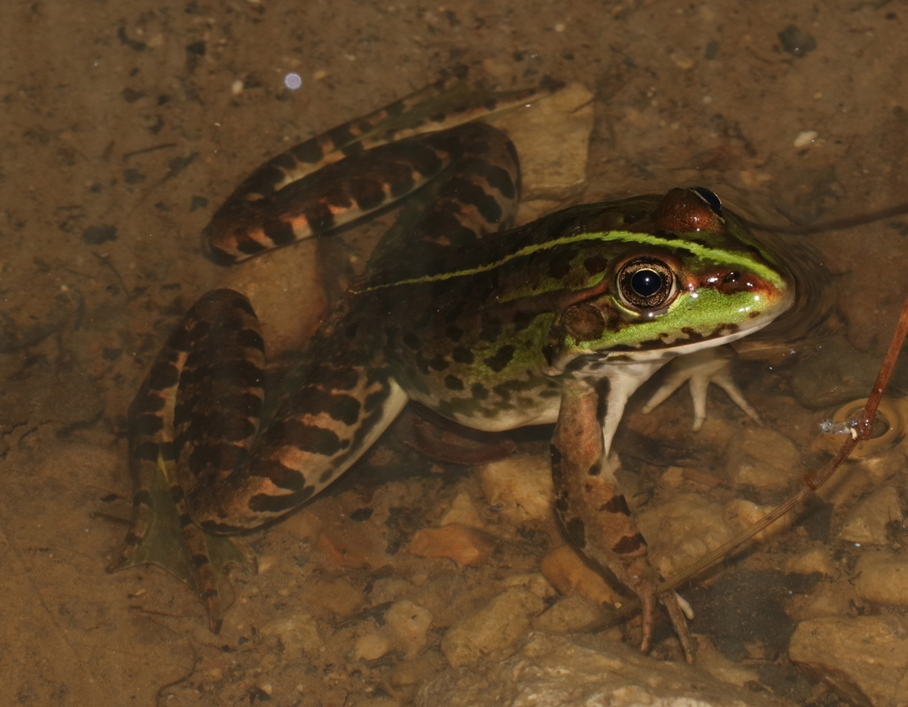 Balkan Frog in May 2023 by Ryan van Huyssteen · iNaturalist