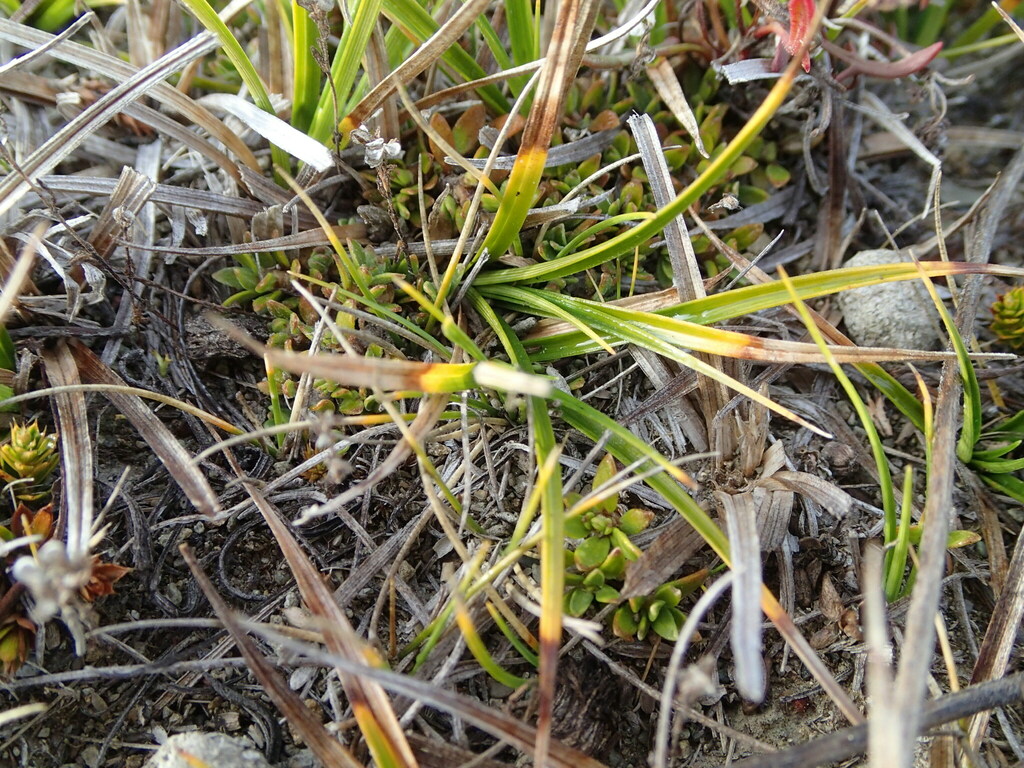 Carex decurtata in April 2019 by Jane Gosden · iNaturalist