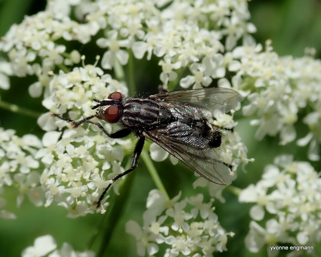Common Flesh Flies from 4243 Rude, Danmark on May 22, 2023 at 11:33 AM ...