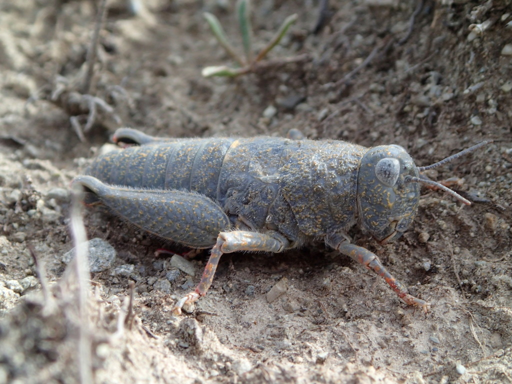 Robust Grasshopper from Tekapo, New Zealand on April 10, 2019 at 11:08 ...