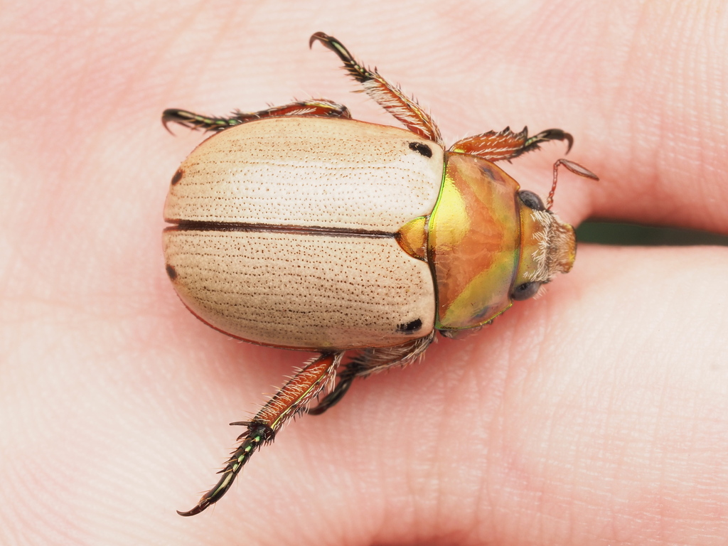 Scarabs from Toowoomba QLD, Australia on July 14, 2022 at 12:00 AM by ...