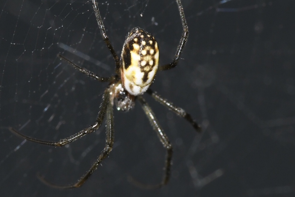 Tiger Spider in November 2022 by wedgie_the_eagle · iNaturalist