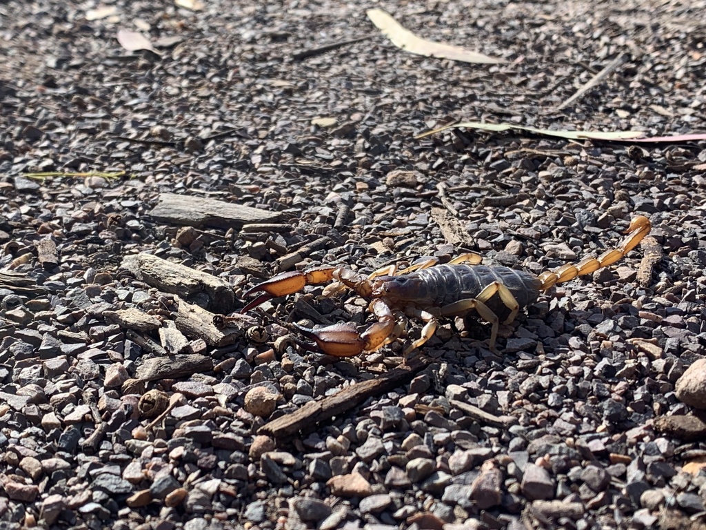 Flinders Ranges Scorpion from Mambray Creek Campground, Wilmington, SA ...