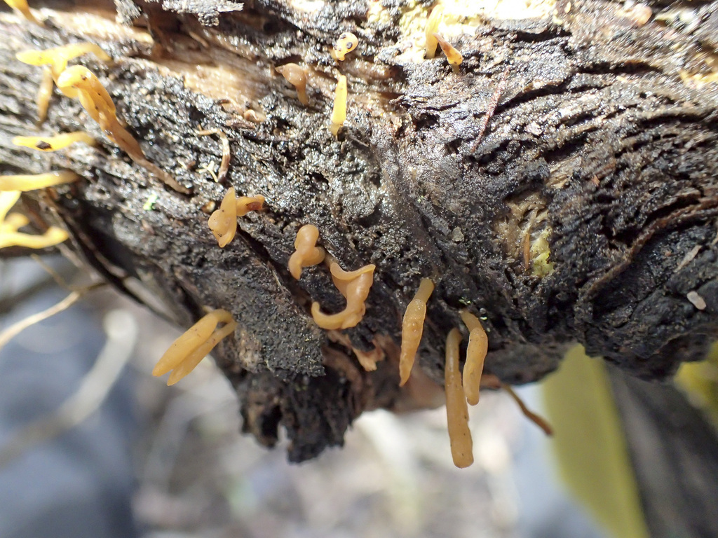 Calocera from Won Wron VIC 3971, Australia on June 12, 2016 at 11:07 AM ...