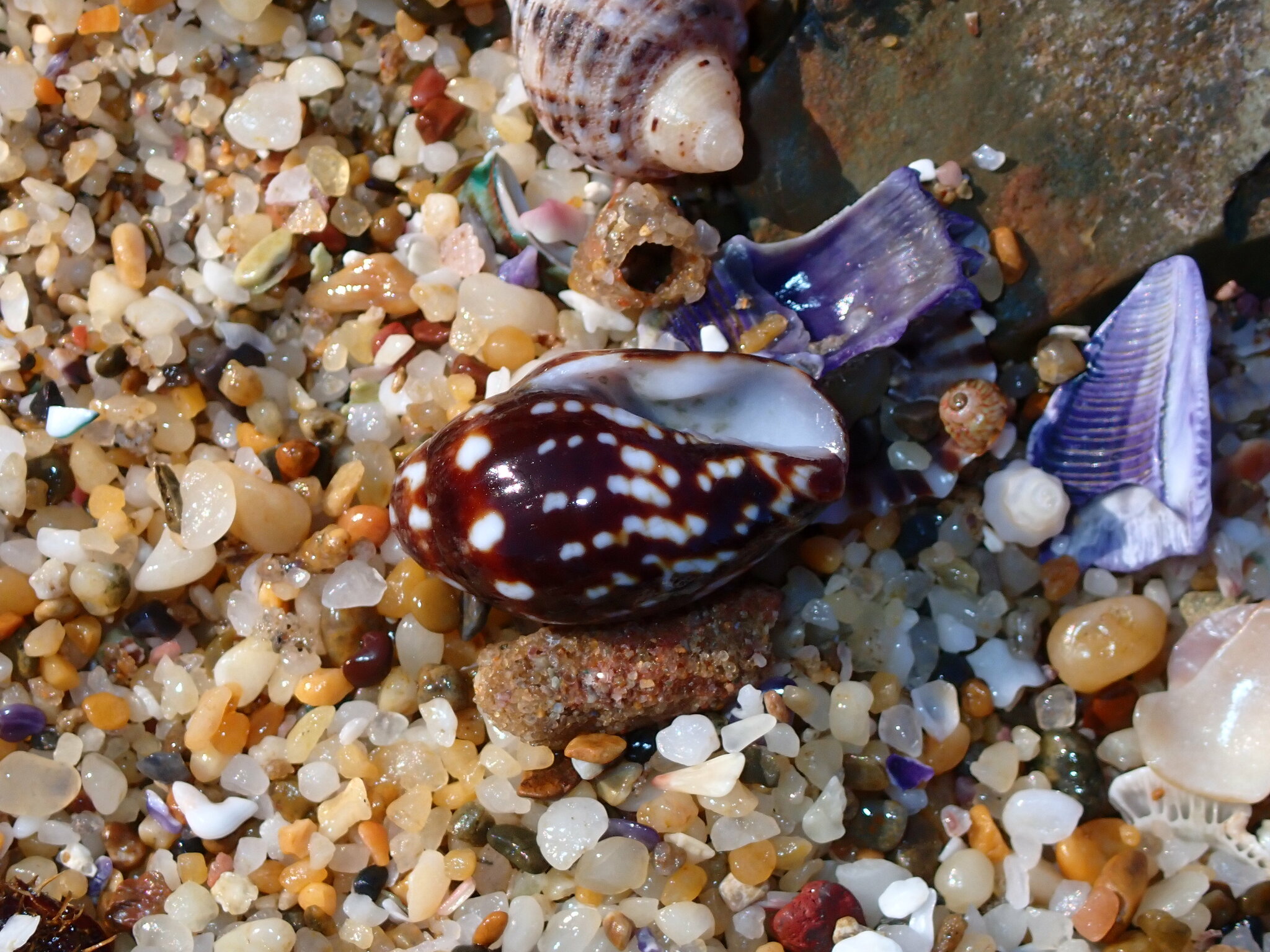 Strigatella litterata (Lamarck, 1811)