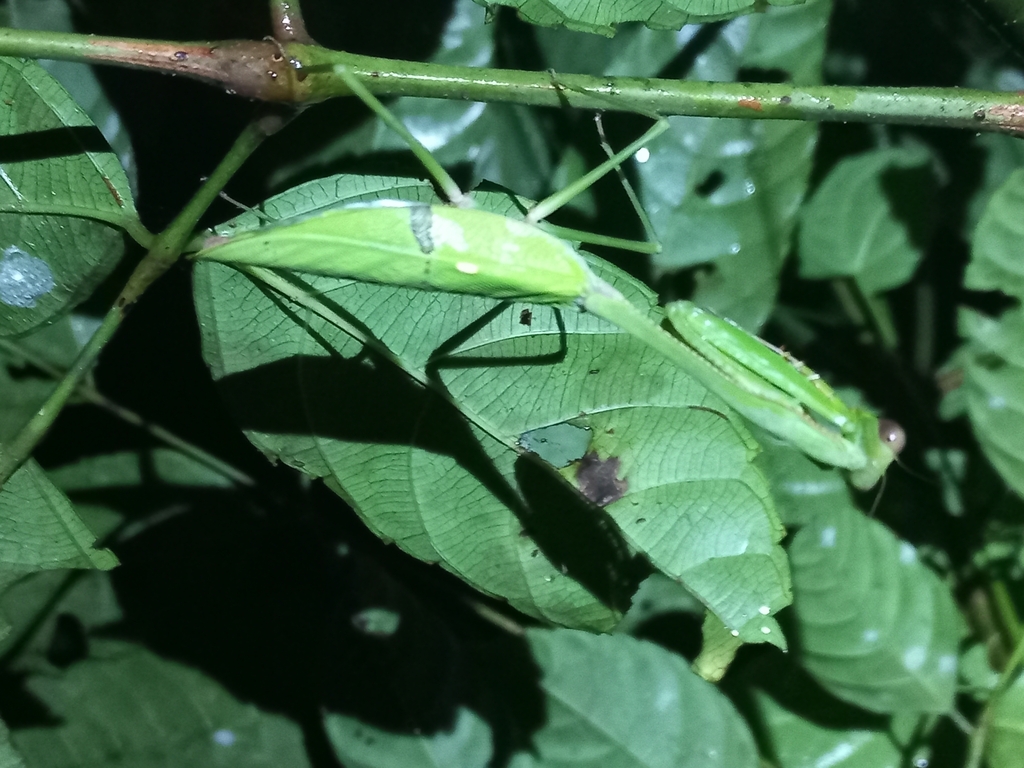 Camelomantis in May 2023 by Alexander Gregory Mason · iNaturalist