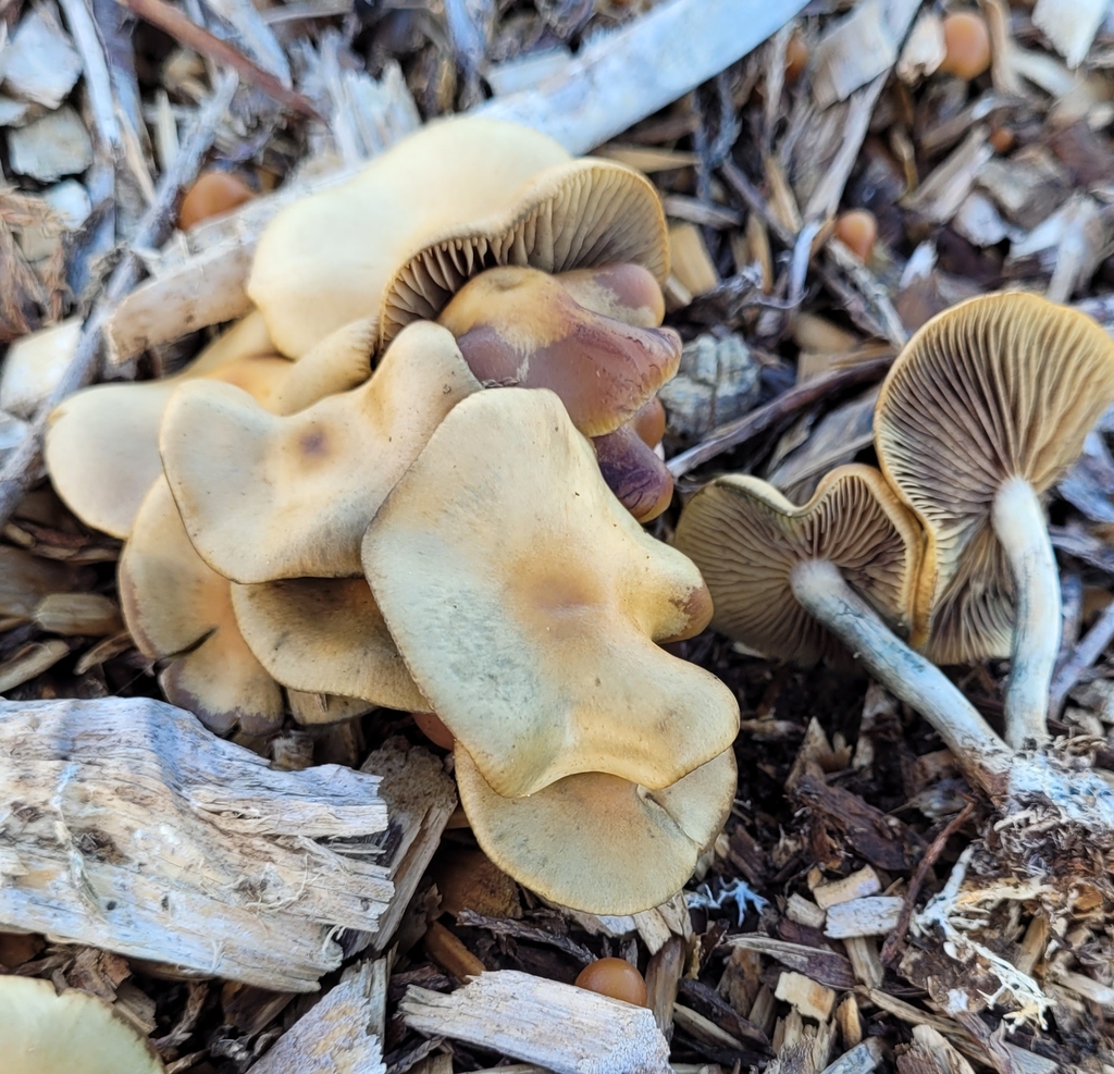 Wavy Cap in May 2023 by colindomnauer. 100s fruiting everywhere ...