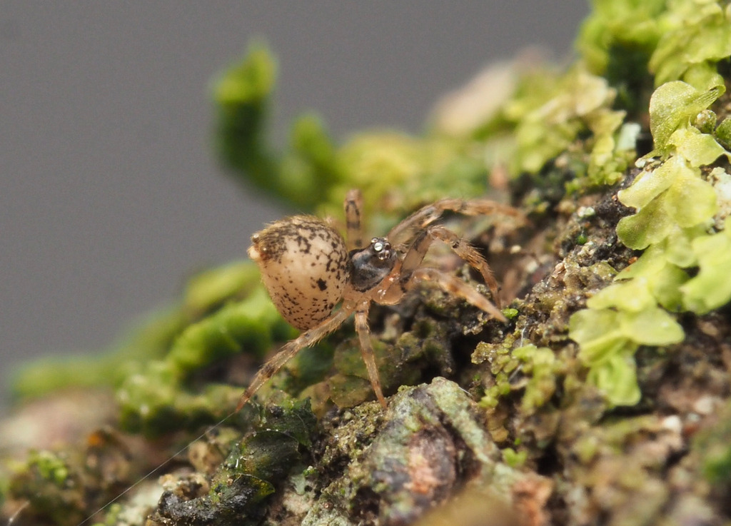 dwarf cobweb weavers from Kuranda QLD 4881, Australia on May 17, 2023 ...