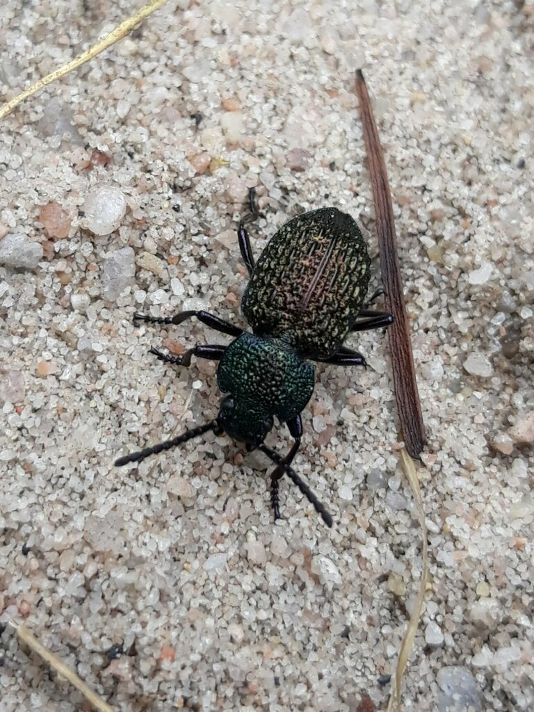 Beetles from Blackdown QLD 4702, Australia on February 09, 2023 at 03: ...