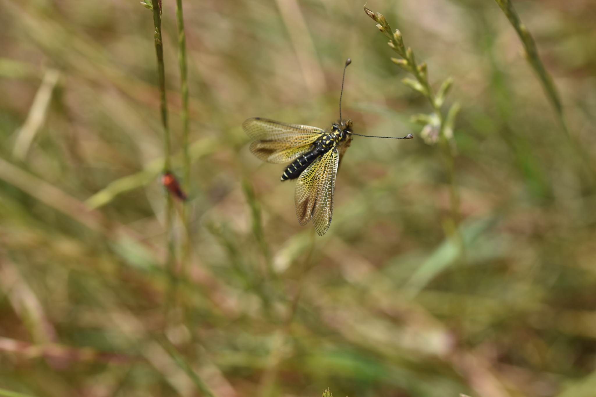 Libelloides ictericus (Charpentier, 1825)