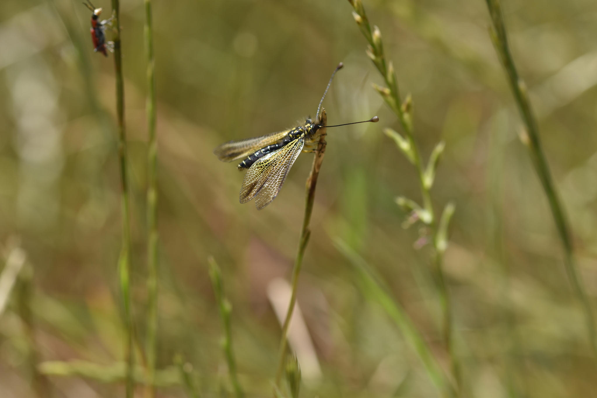 Libelloides ictericus (Charpentier, 1825)
