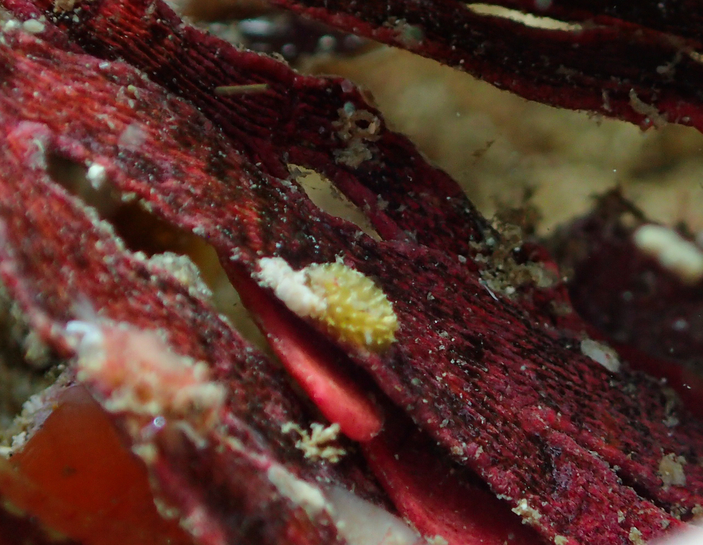 Janolus from Jervis Bay NSW, Australia on May 22, 2023 at 12:19 PM by ...