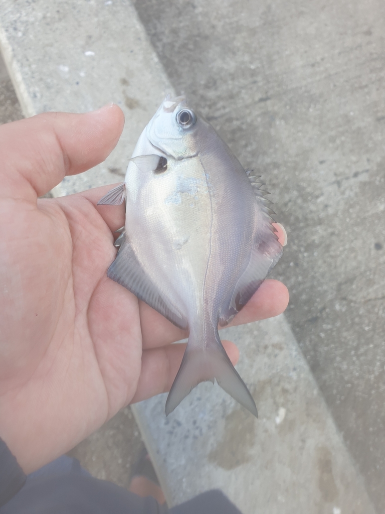 Silver Sweep from Auckland Grammar School, Epsom, Auckland 1023 뉴질랜드 on ...