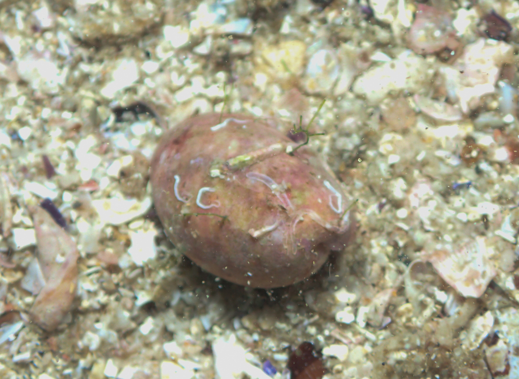 Bulla mabillei from Jervis Bay JBT 2540, Australia on May 22, 2023 at ...