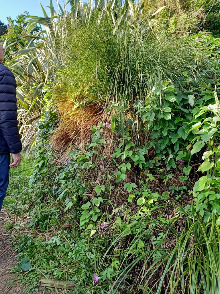 Pukio from Titahi Bay Beach on May 21, 2023 at 04:01 PM by Sunita Singh ...