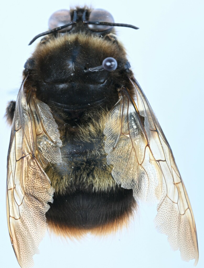 Chinese Bumble-bee Carpenter from 中国湖北省武汉市黄陂区 on April 20, 2023 at 05: ...