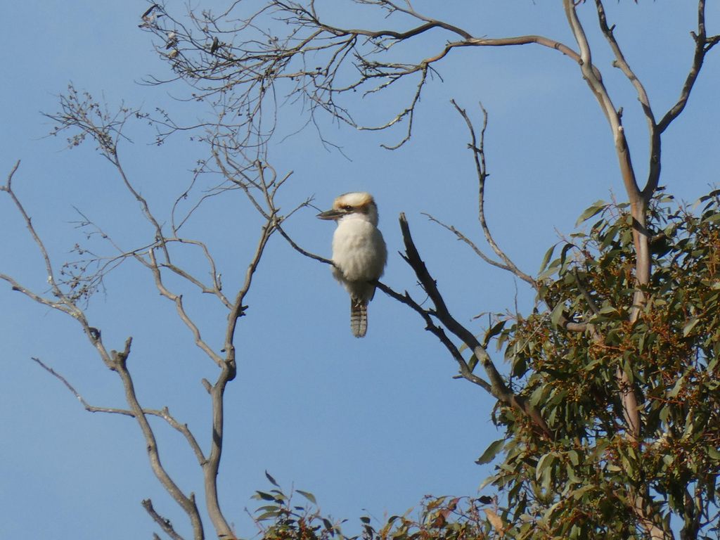 Laughing Kookaburra from Riddells Creek VIC 3431, Australia on May 23 ...