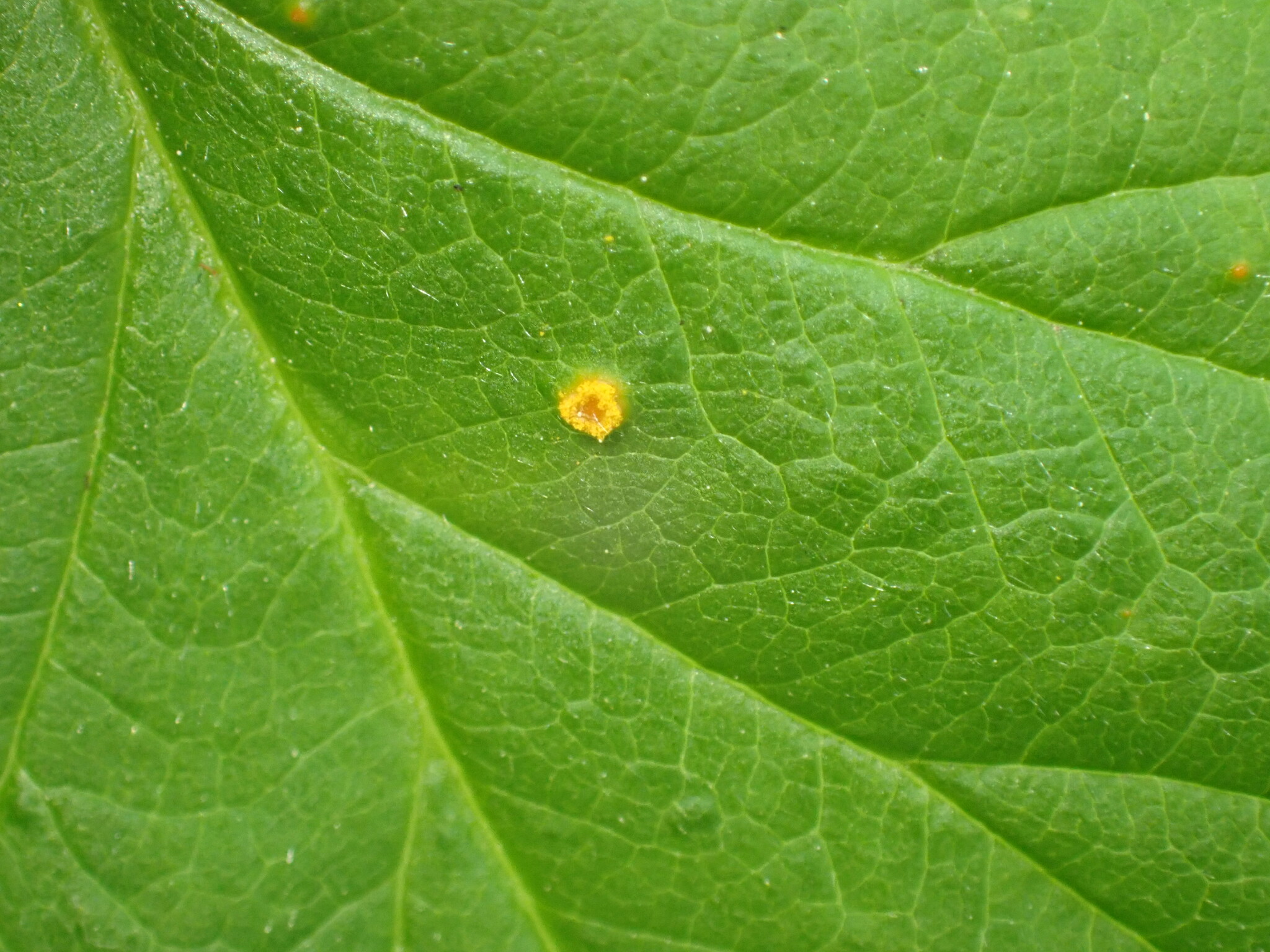Phragmidium rubi-idaei - Himbeerrost
