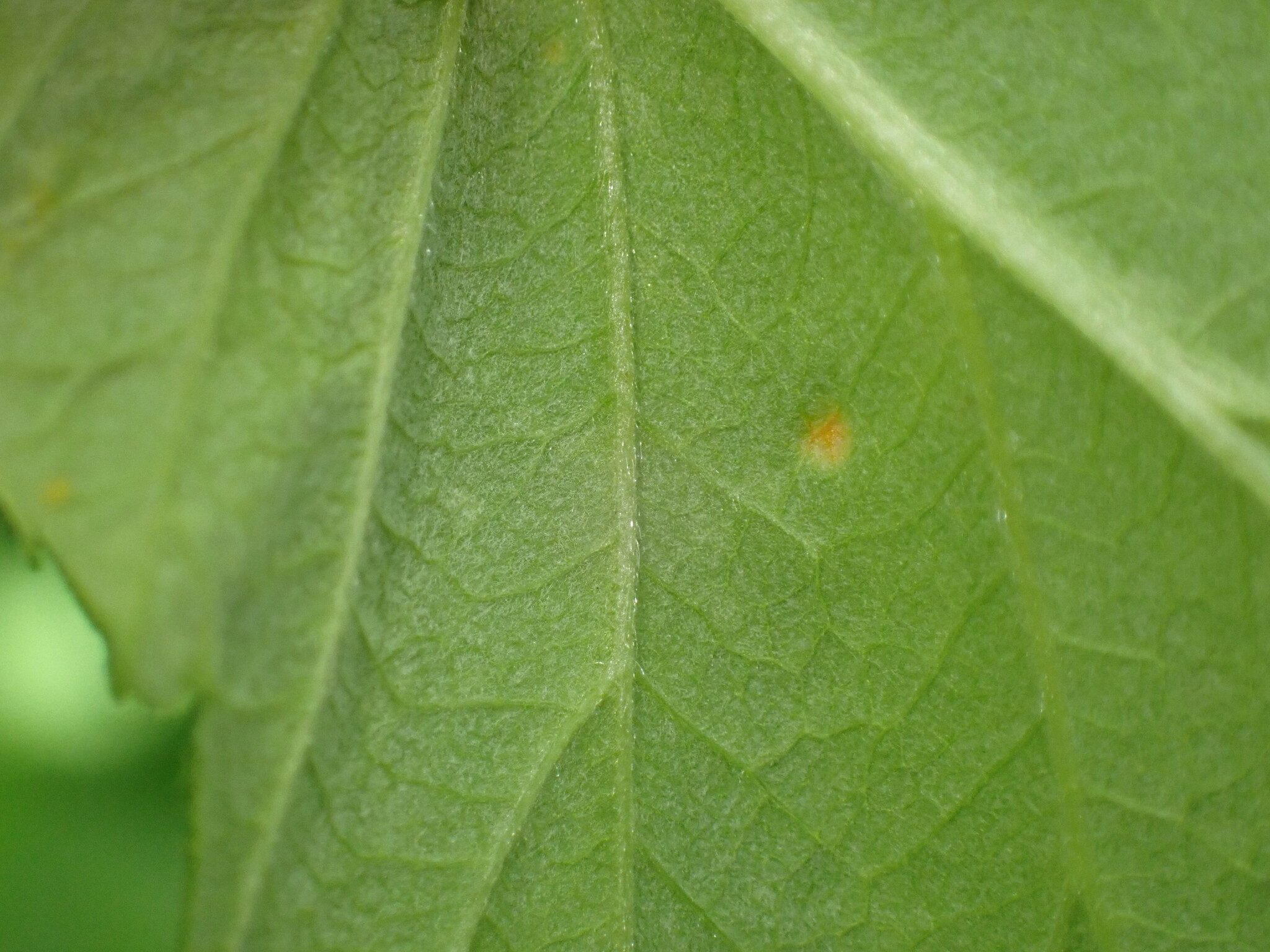 Phragmidium rubi-idaei - Himbeerrost