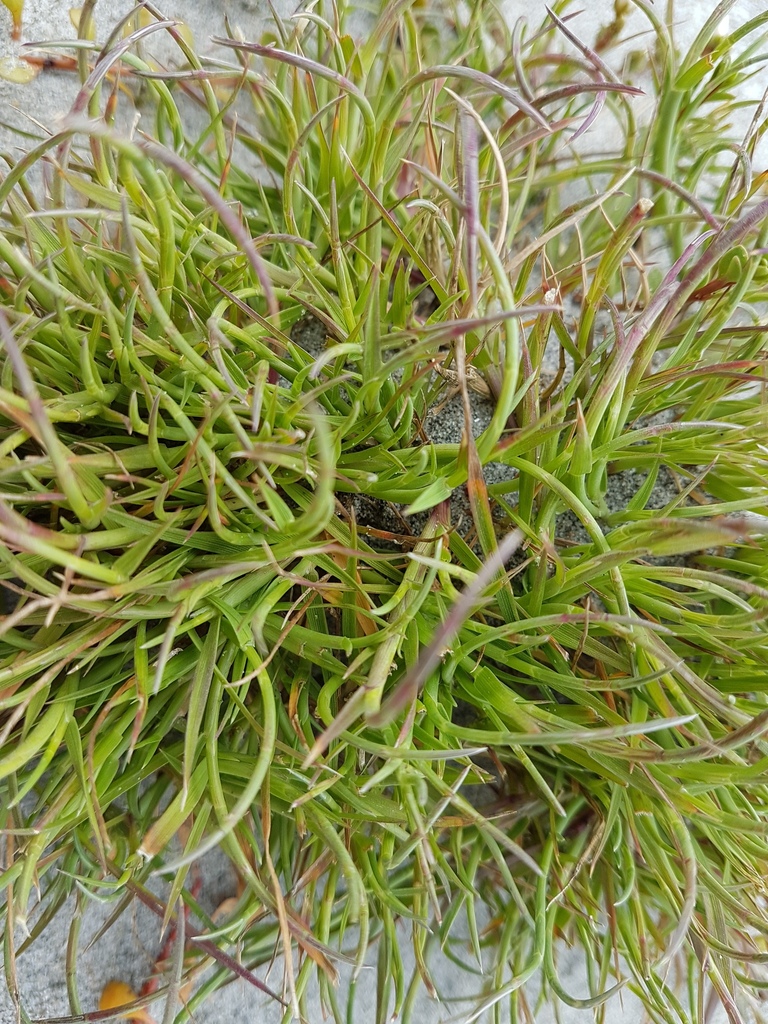 Parapholis incurva (Madeira Pflanzen Poaceae) · iNaturalist
