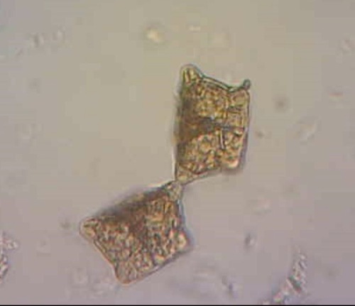 Biddulphia alternans · iNaturalist Ecuador