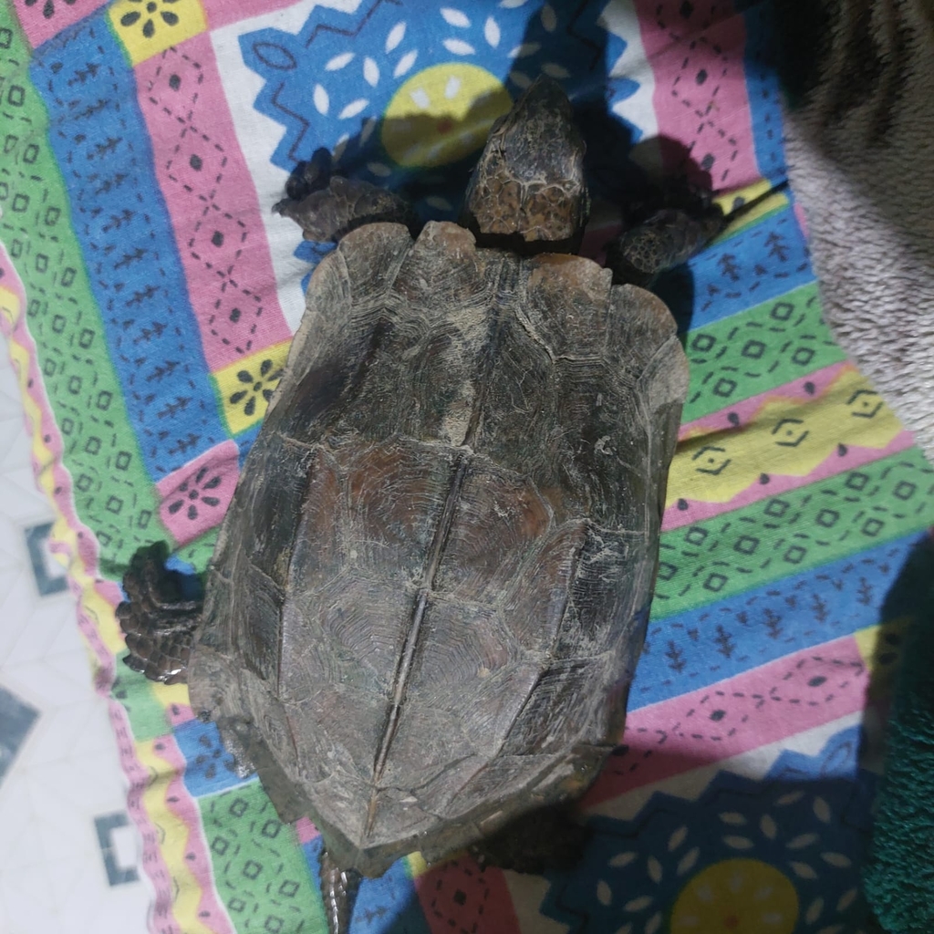 Jagged-shelled Turtle in May 2023 by Temjen · iNaturalist