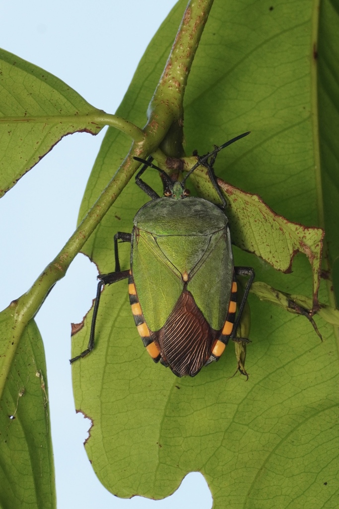 Giant Shield Bug from Bahagian Miri, Sarawak, Malaysia on April 25 ...
