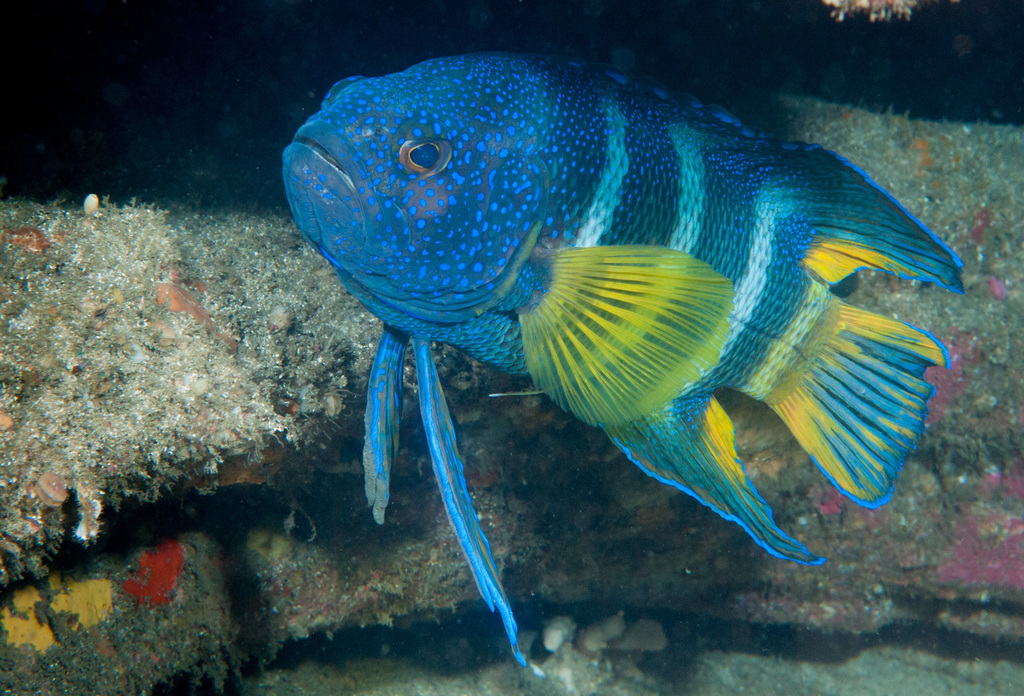 Eastern Blue Devil (Fishes of Magic Point, Sydney) · iNaturalist