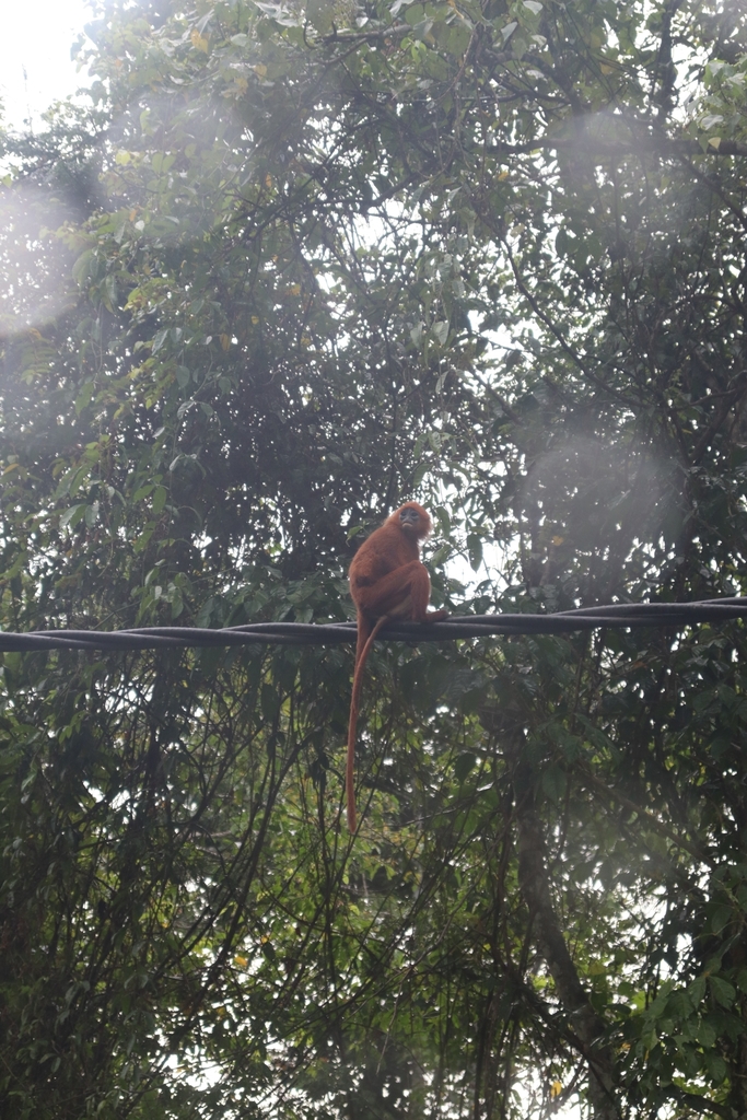 Maroon Leaf Monkey from Nabawan, Sabah, Malaysia on May 23, 2023 at 04: ...