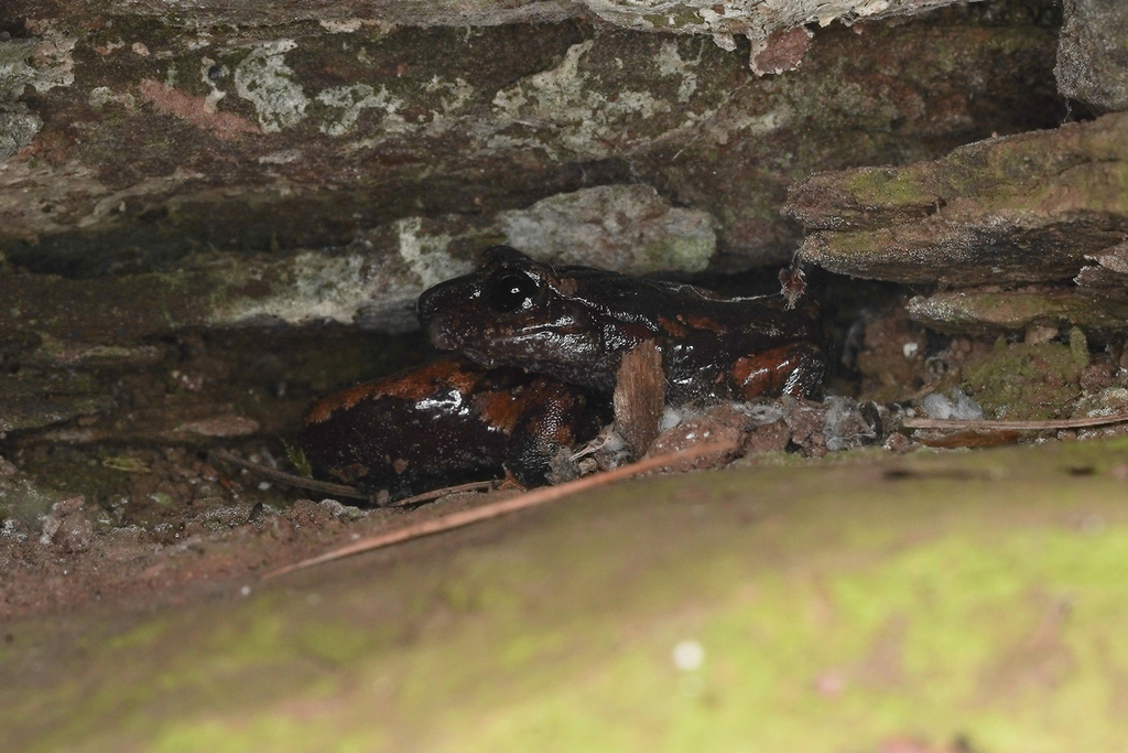 Italian Cave Salamander in May 2023 by Sven Gippner · iNaturalist