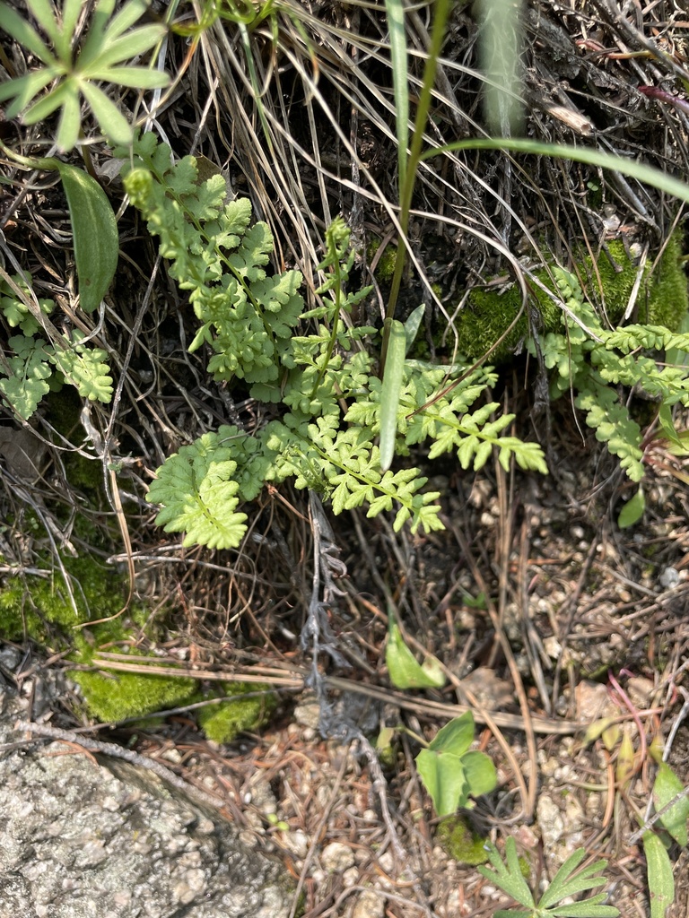 cliff ferns in May 2023 by christian_nunes · iNaturalist