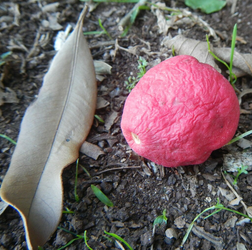 southern satinash from North Maleny QLD 4552, Australia on May 23, 2023 ...