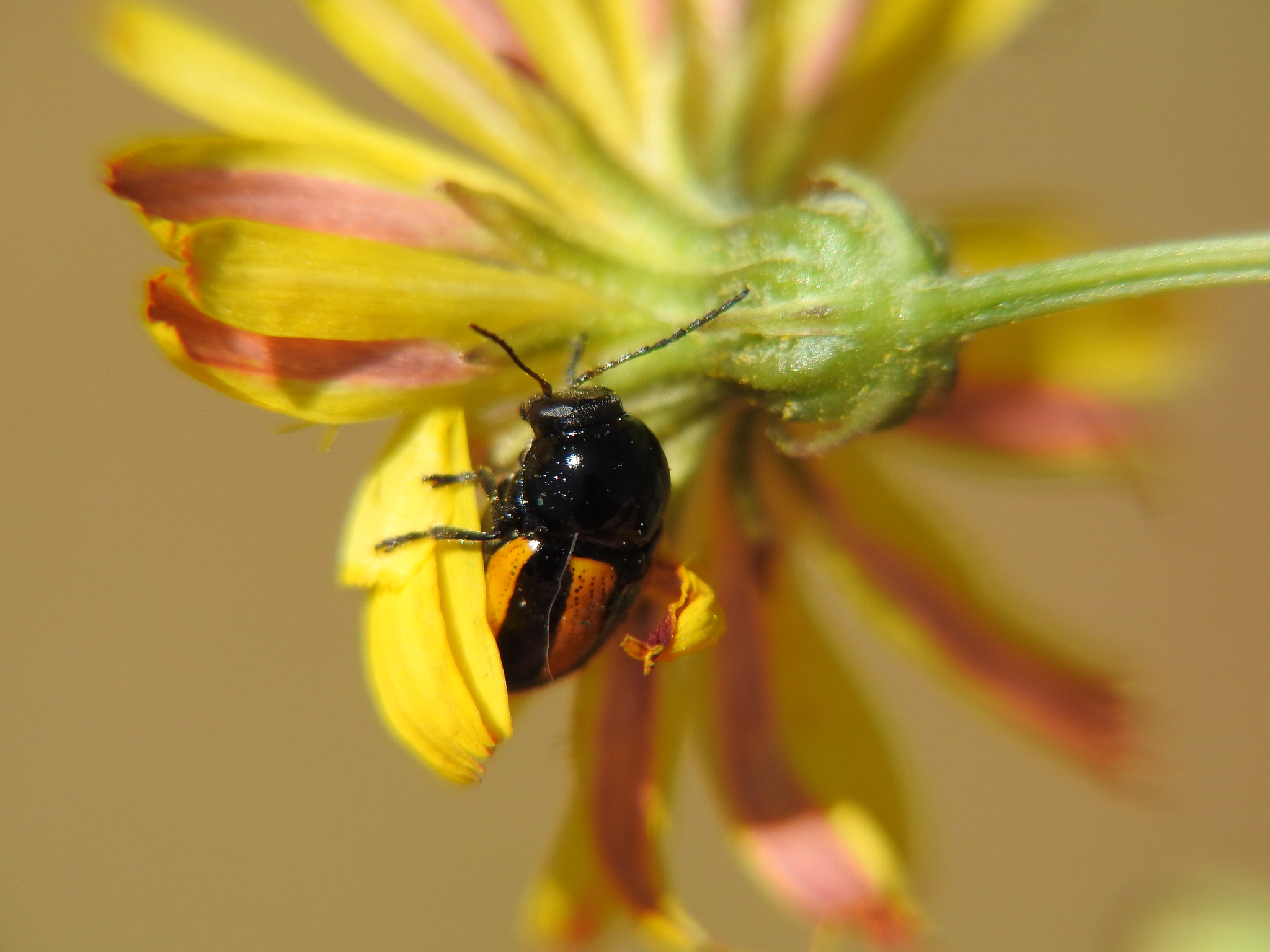 Cryptocephalus vittatus Fabricius, 1775