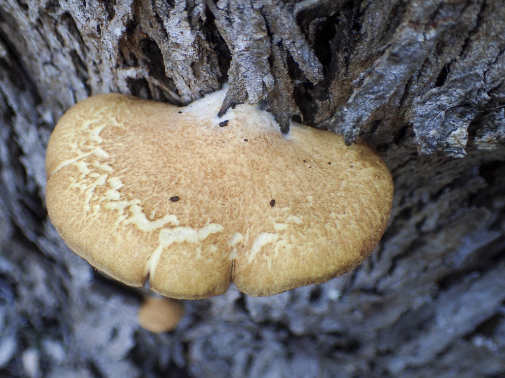rustgills and gyms from Won Wron VIC 3971, Australia on July 15, 2016 ...